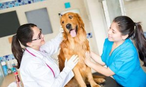 Top Veterinary Schools in the United States - 2022 HelpToStudy.com 2023