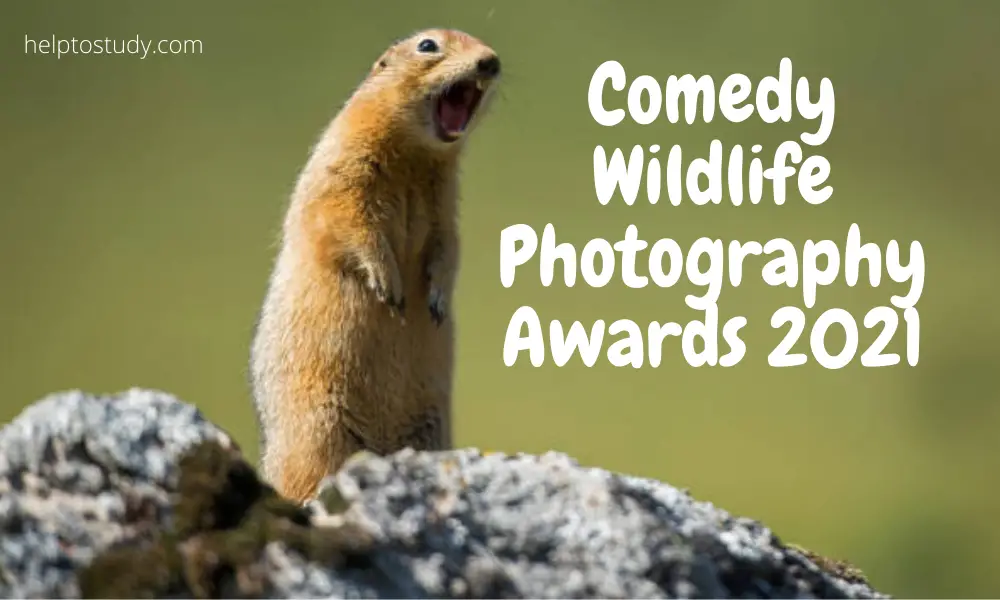 Comedy Wildlife Photography Awards 2021
