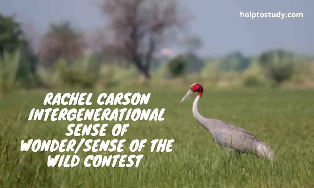 Rachel Carson Intergenerational Sense of Wonder/Sense of the Wild Contest