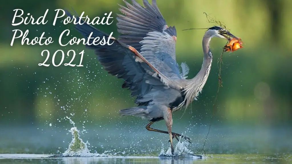 Bird Portrait Photo Contest 2021
